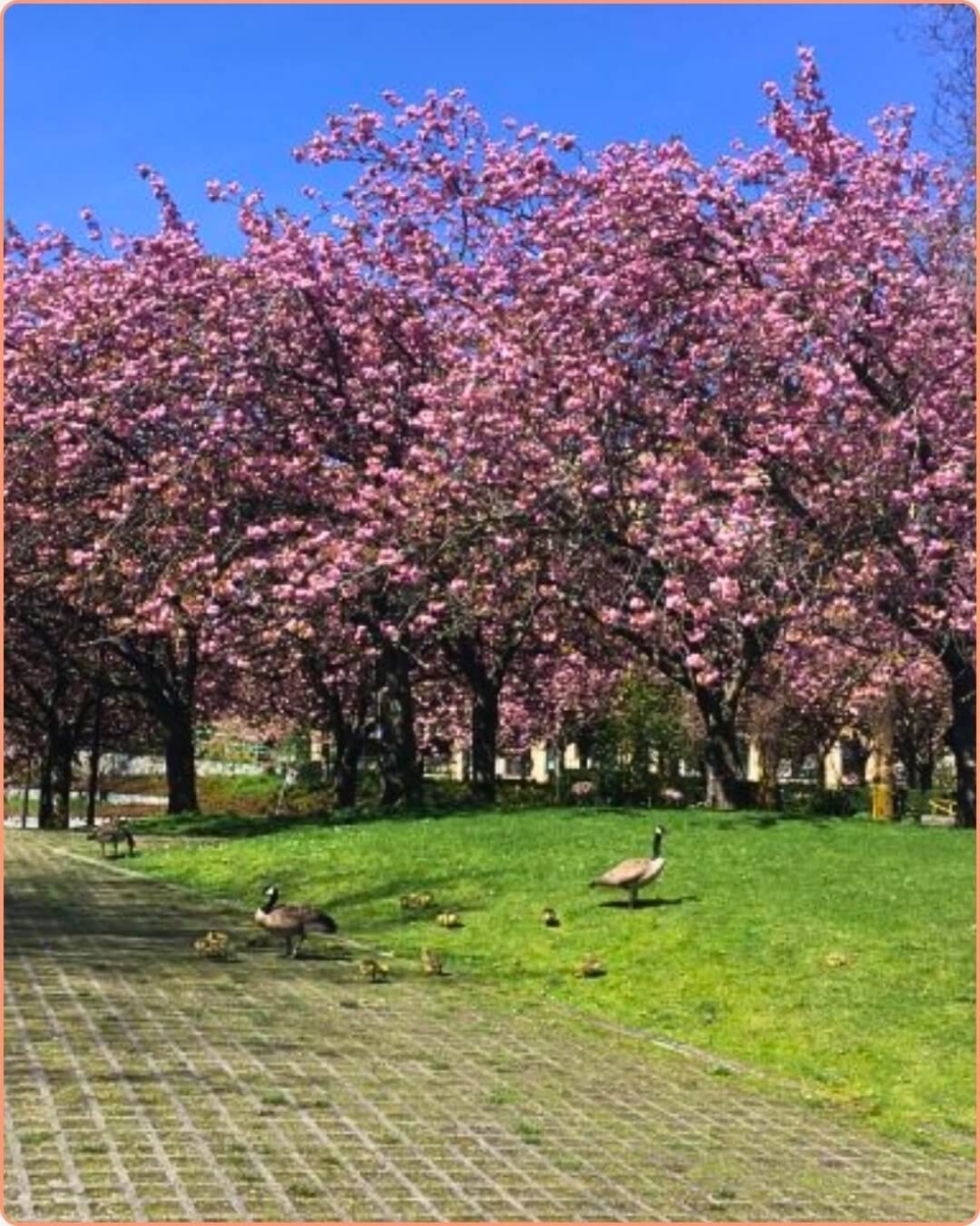 Cherry Blossom Tours Worldwide – 15 Unexpected Destinations | PRIVATE ...